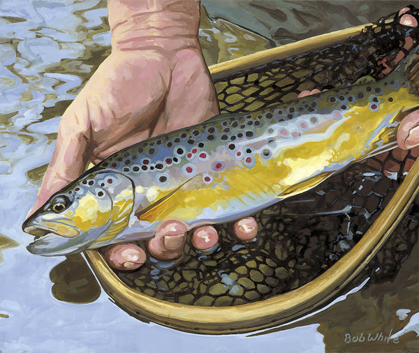 Small Fry - Brown Trout by Bob White - Midcurrent